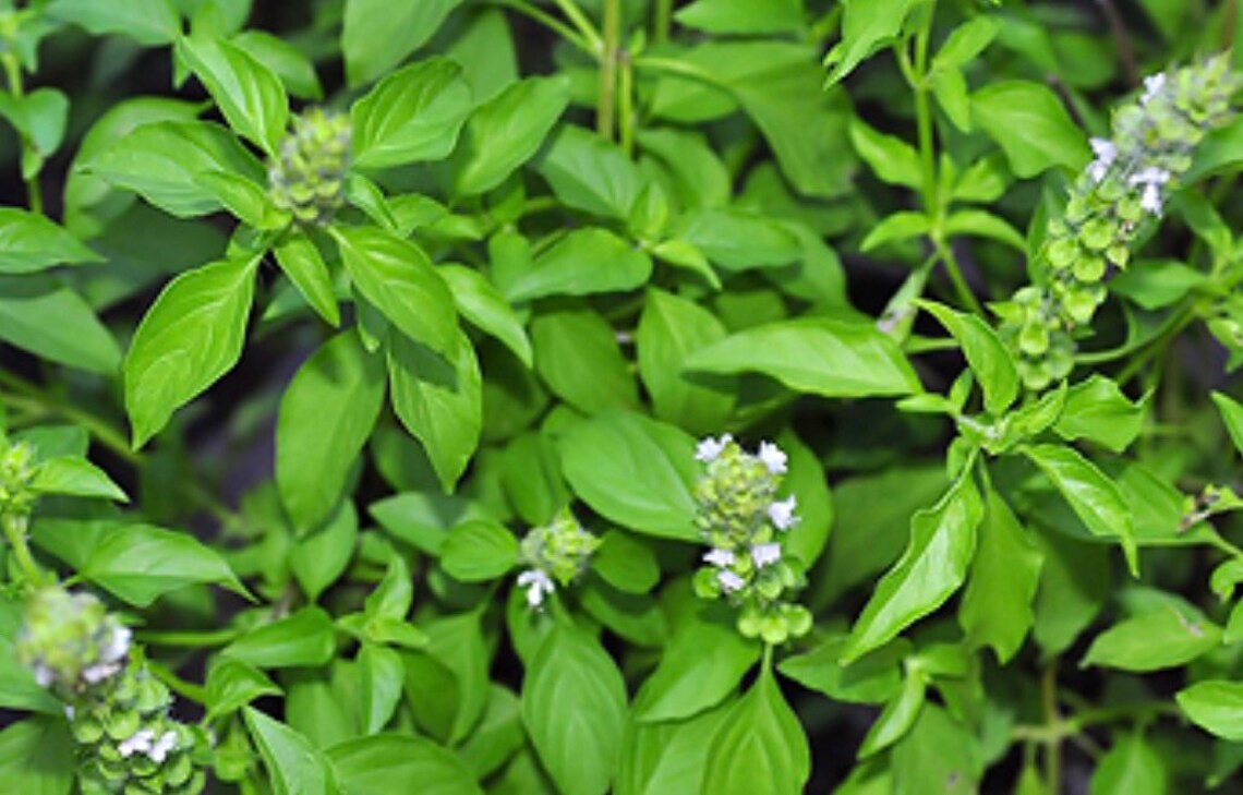Lemon Basil Herb Seeds - Etsy