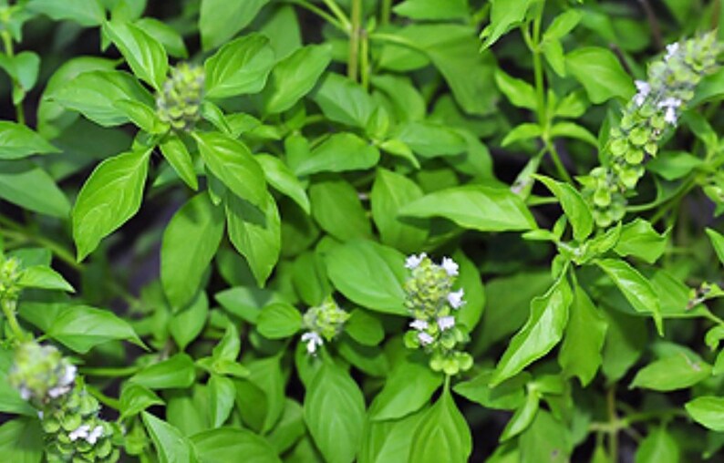 Lemon Basil Herb Seeds - Etsy
