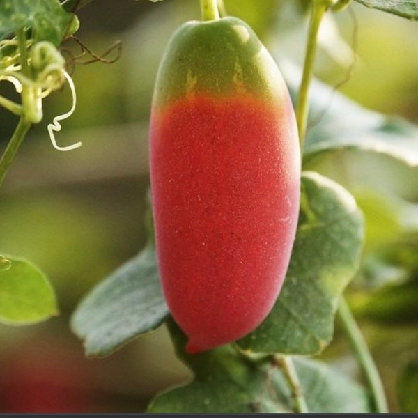 Gourd Seeds Etsy