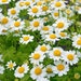 Tanacetum Parthenium Seeds (100+ Seeds) - Etsy
