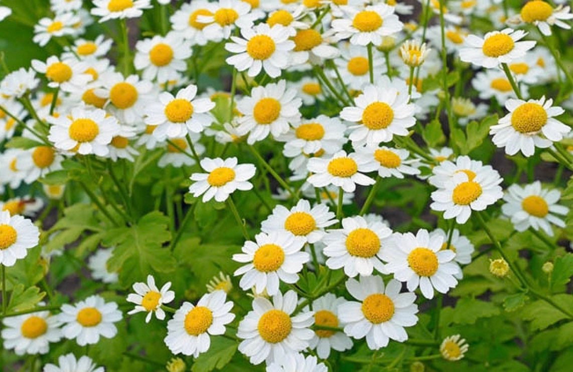 Tanacetum Parthenium Seeds (100+ Seeds) - Etsy