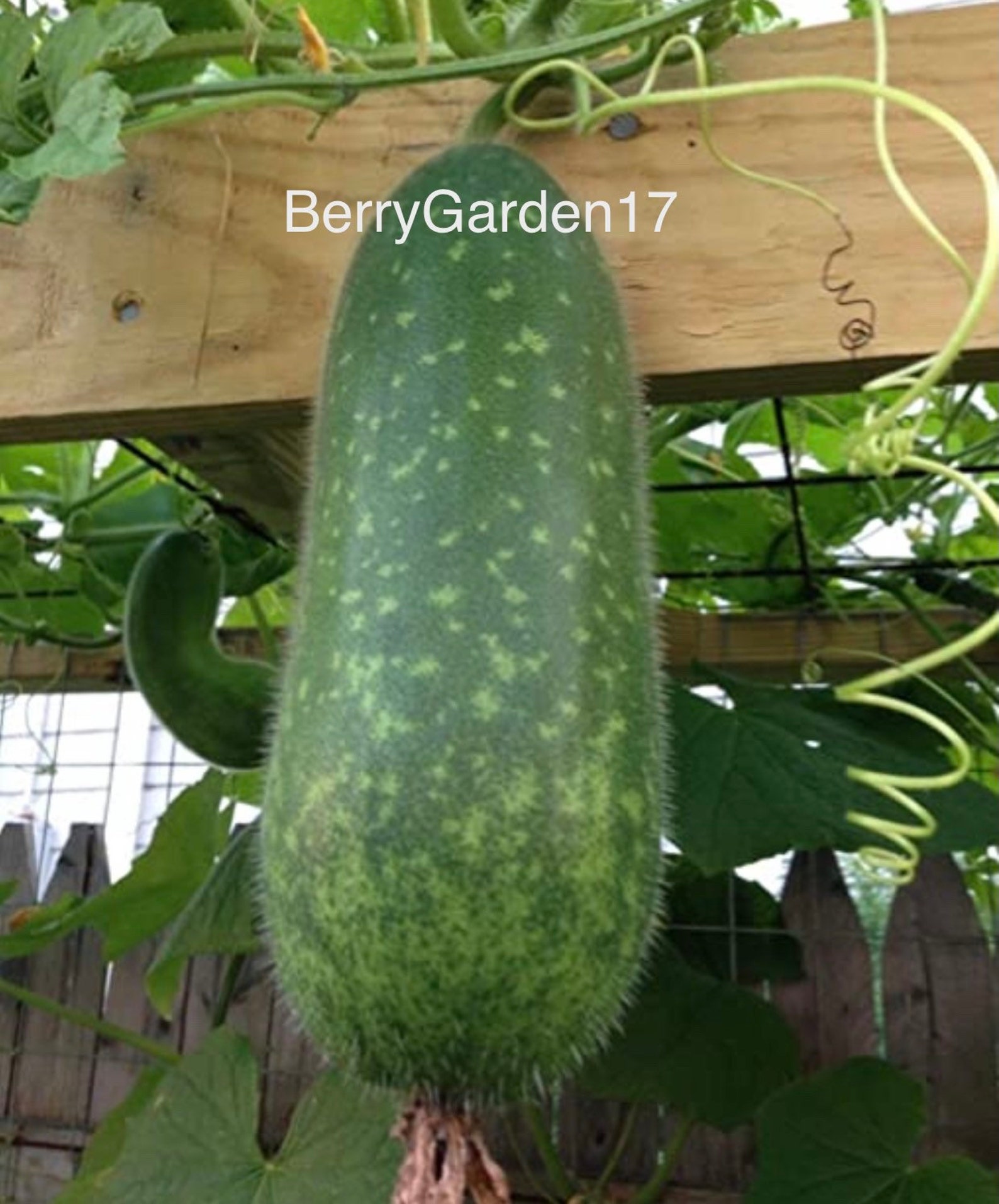 Hairy Gourd Fong Show Seeds (10 Seeds) - Etsy
