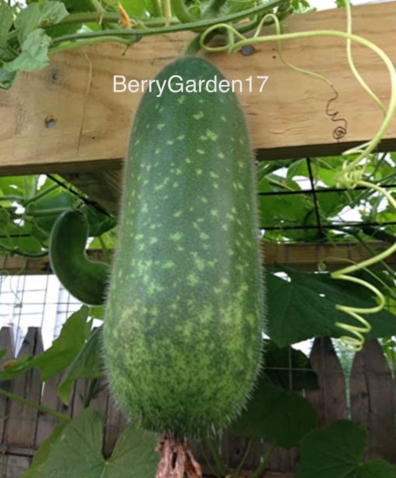 Hairy Gourd Fong Show Seeds (10 Seeds) - Etsy