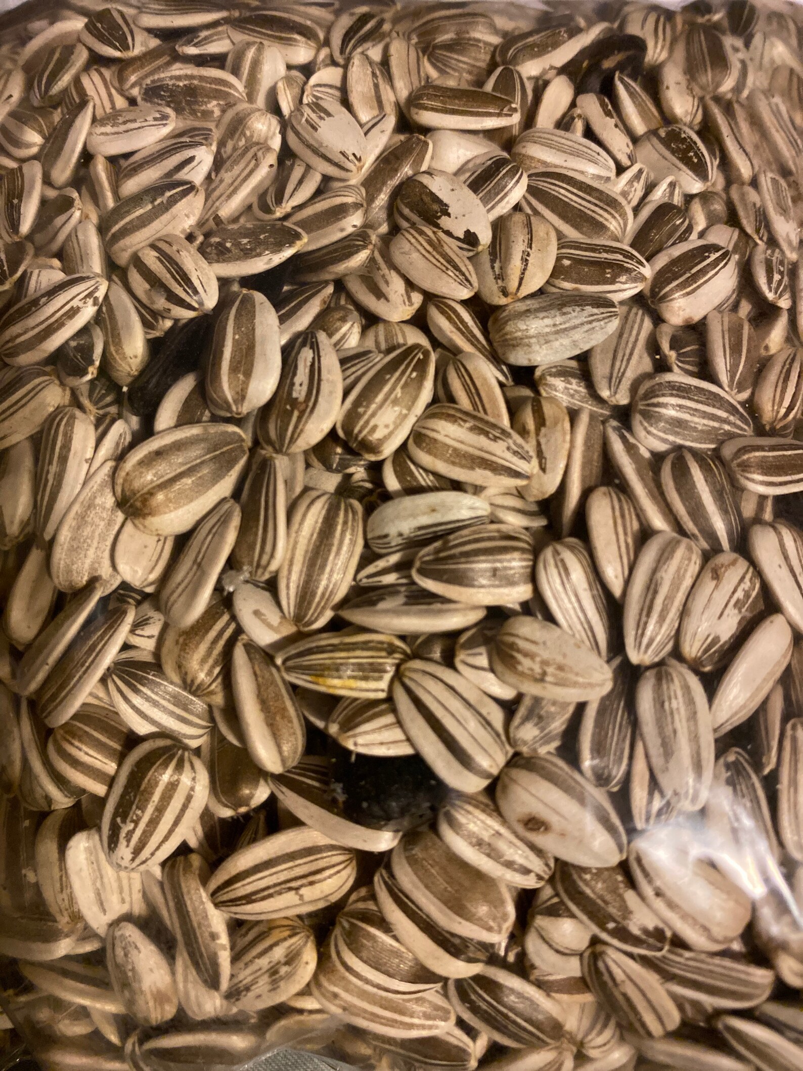 Russian Mammoth Sunflower Seeds (10 Seeds) - Etsy