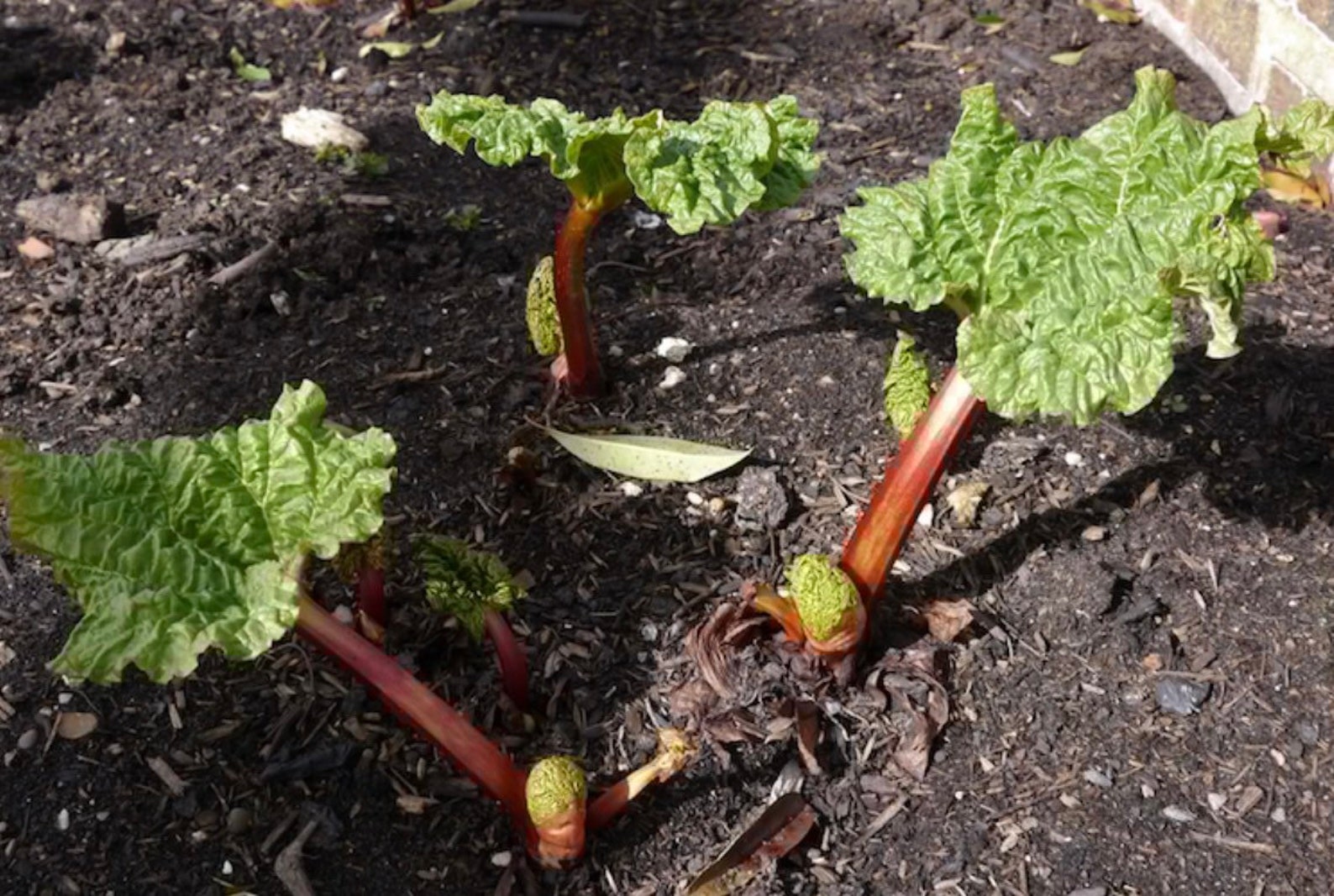 Victoria Rhubarb Seed - Etsy