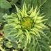 Sunfill™green Sunflower Seeds (10 Seeds) - Etsy