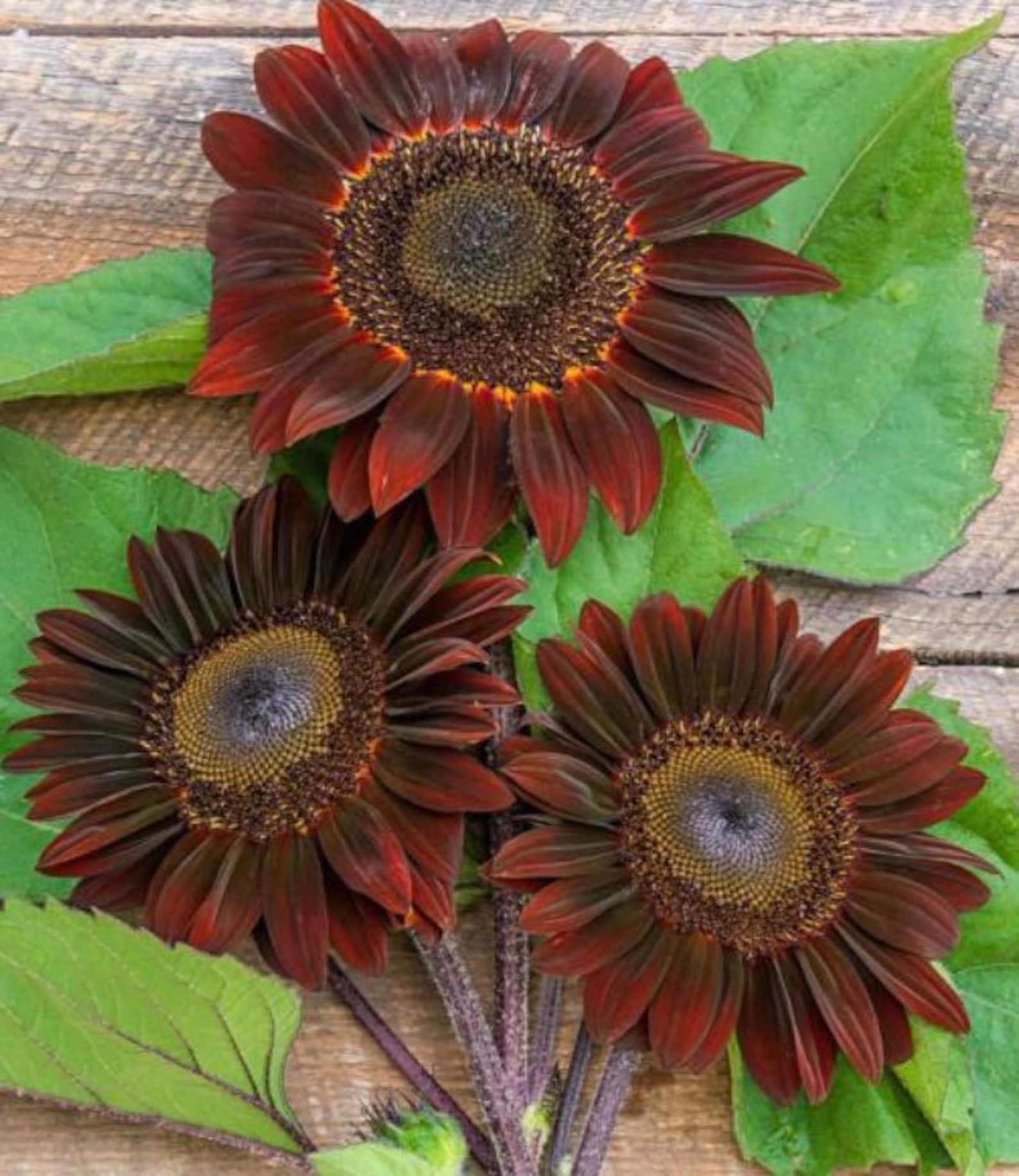 Rouge Royale Sunflower Seeds (15 Seeds) - Etsy