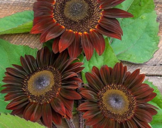 Rouge Royale Sunflower Seeds (15 Seeds) - Etsy