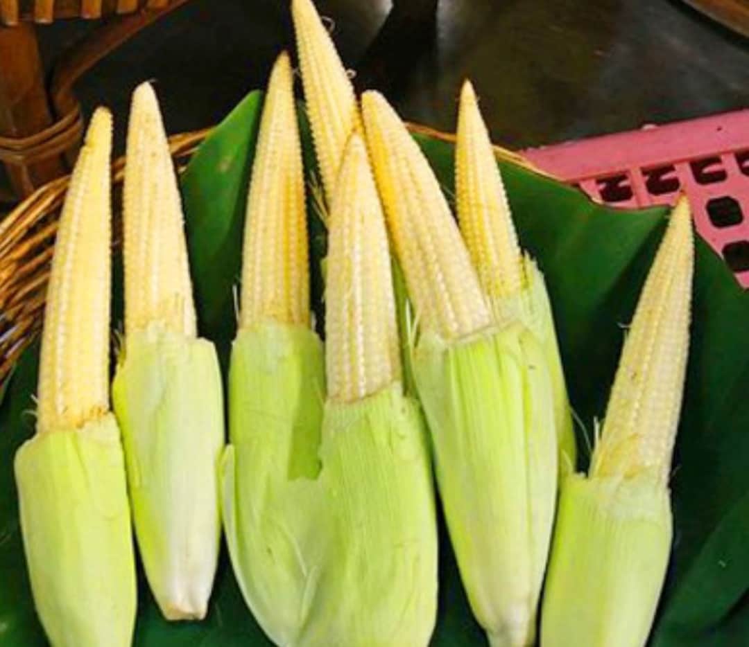 Japanese Hulless Baby Corn Seeds,mini Corn - Etsy