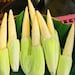 Japanese Hulless Baby Corn Seeds,mini Corn - Etsy
