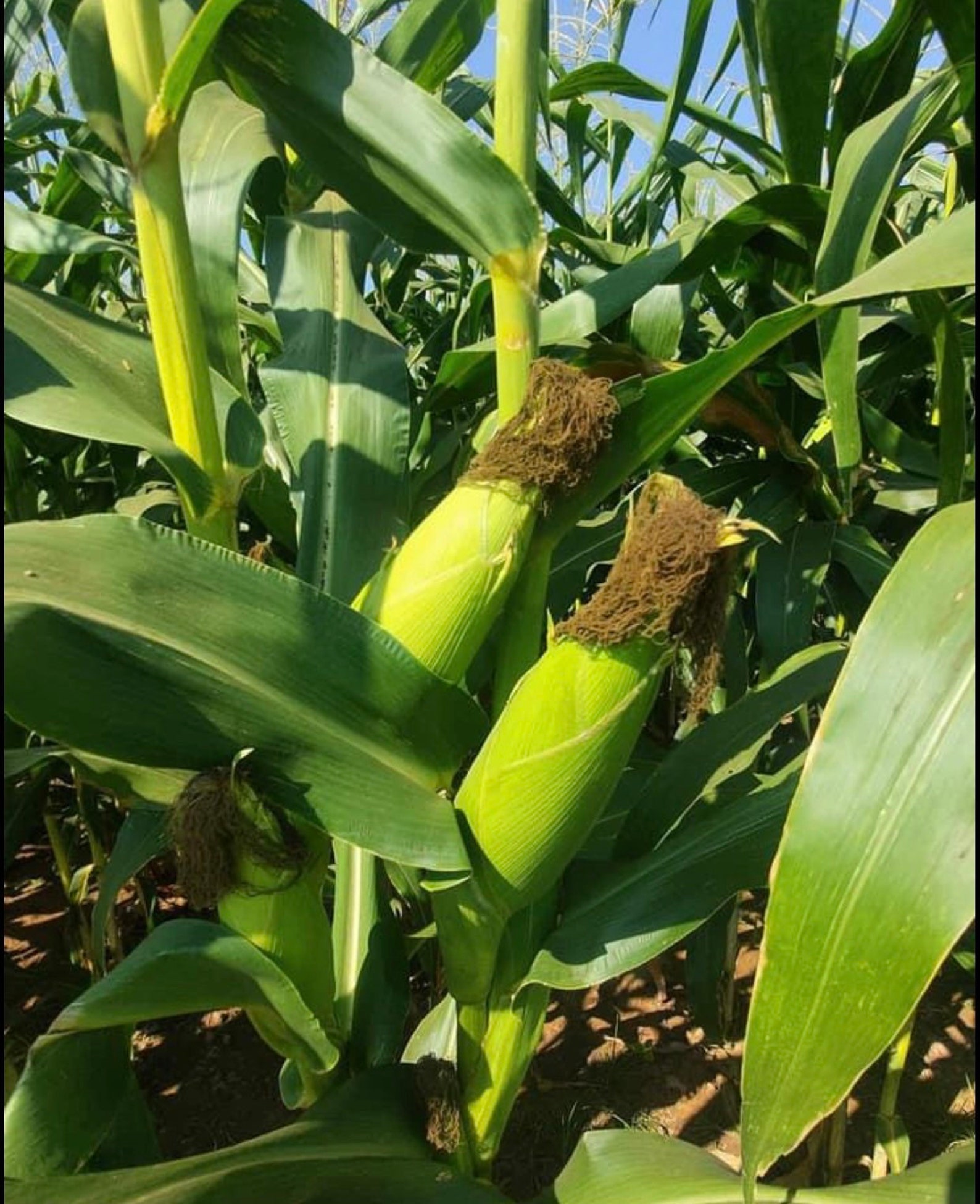 Bodacious Sweet Corn Seeds - Etsy