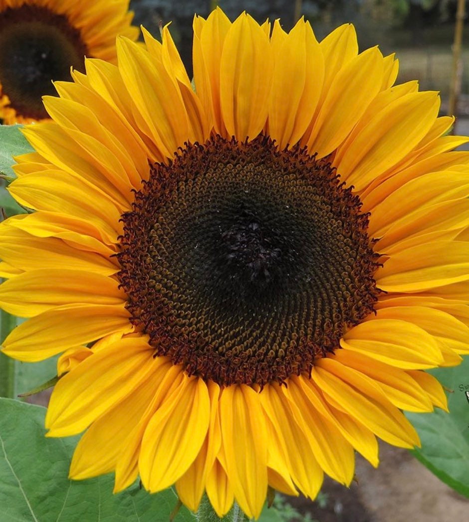 Procut® Horizon Sunflower Seeds (15 Seeds) - Etsy