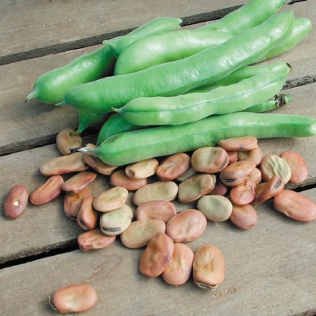Broad Windsor Fava Bean Seeds - Etsy