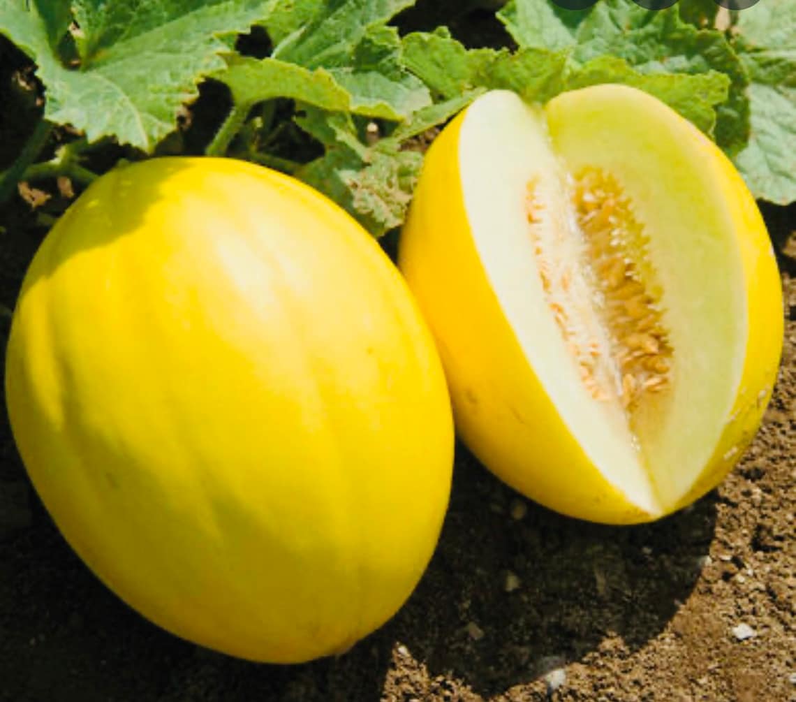 Canary Melon Seeds! SWEET YELLOW VARIETY - Etsy