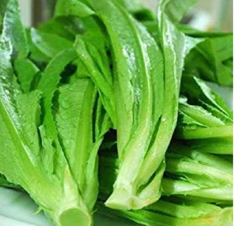 Lettuce Taiwanese New Yu Mai Seeds (asian Vegetable) - Etsy