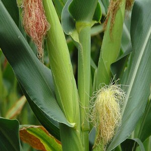 Japanese Hulless Baby Corn Seeds,mini Corn - Etsy