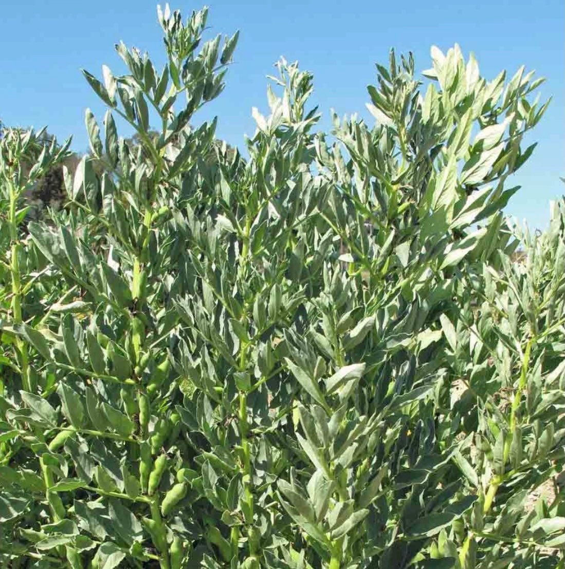 Broad Windsor Fava Bean Seeds - Etsy