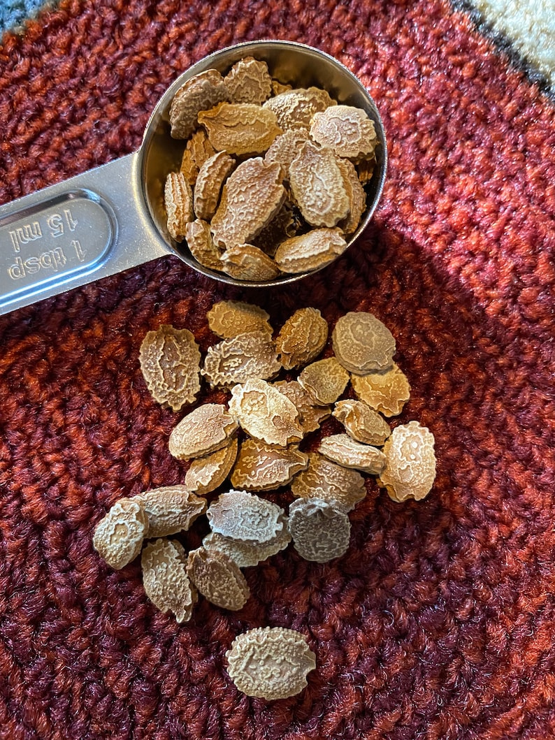 Indian Bitter Gourd Seeds, Bitter Melon,karella,balsam Pear - Etsy