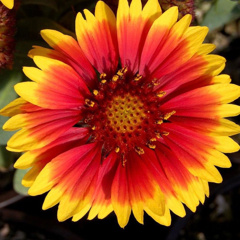 Indian Blanket Flower - Etsy