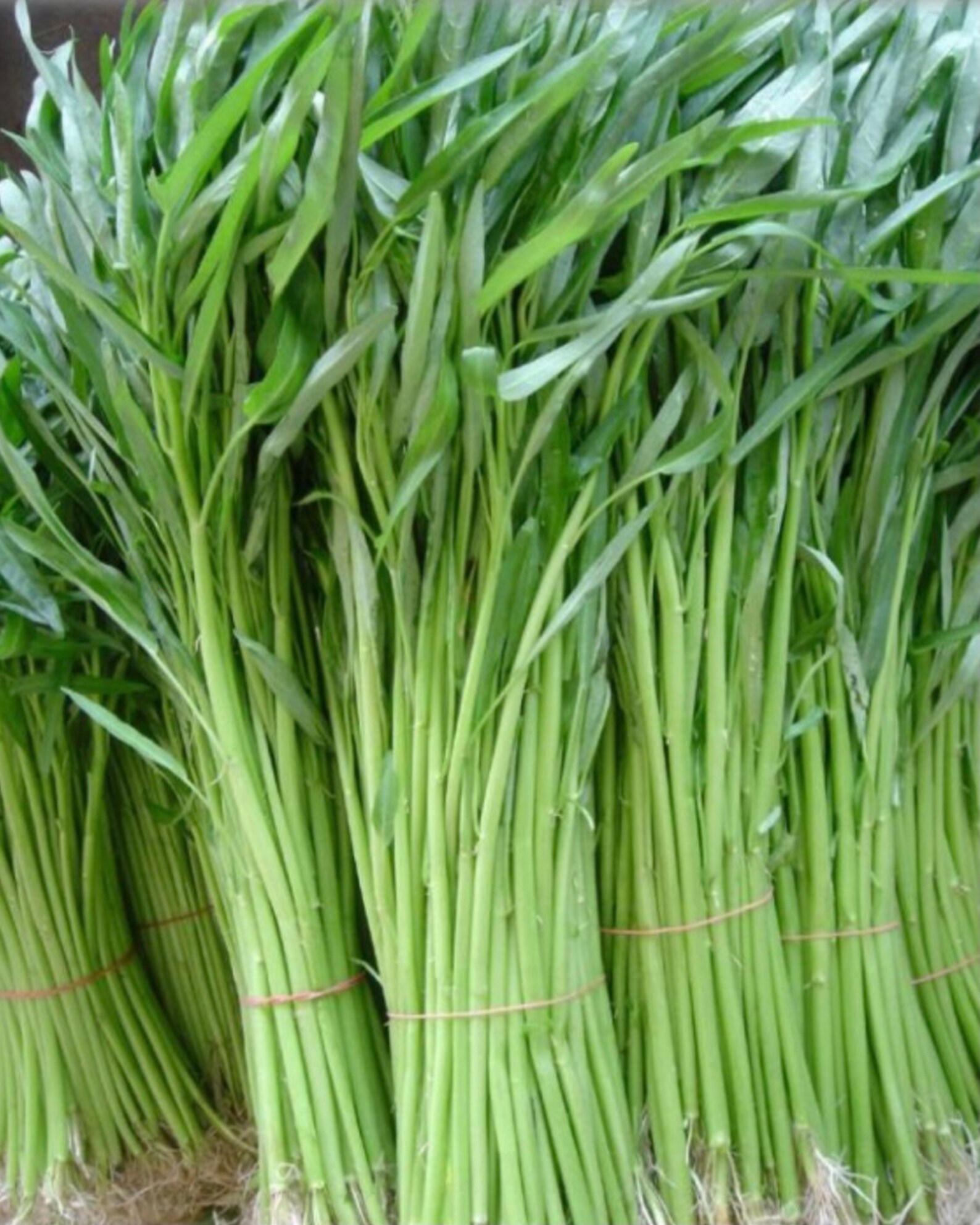 Thai Water Spinach Seeds (100+seeds) - Etsy