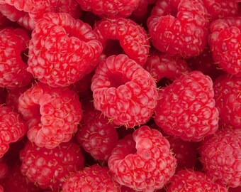 Latham Raspberry Plant - Etsy