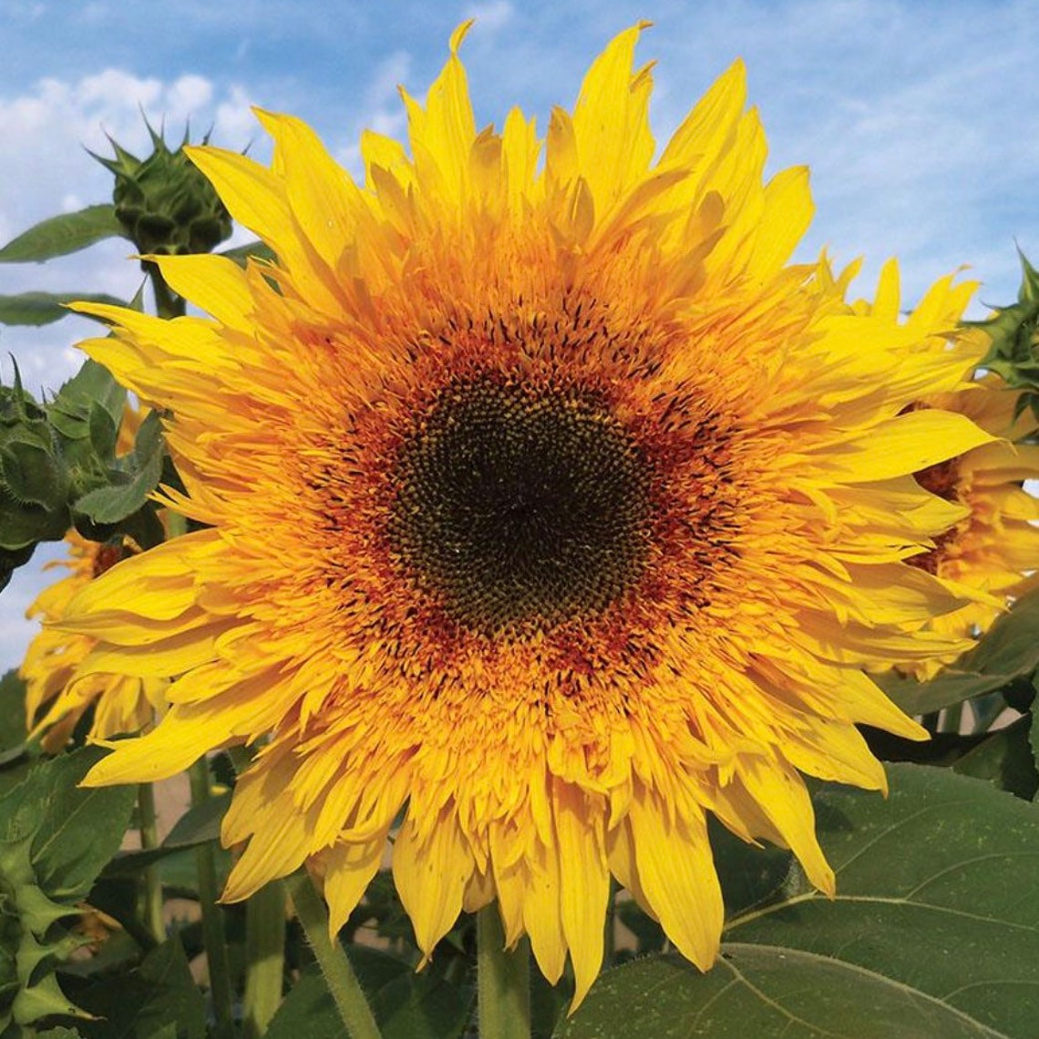 Starburst™ Panache Sunflower Seeds 15 Seeds New2020-2021 | Etsy