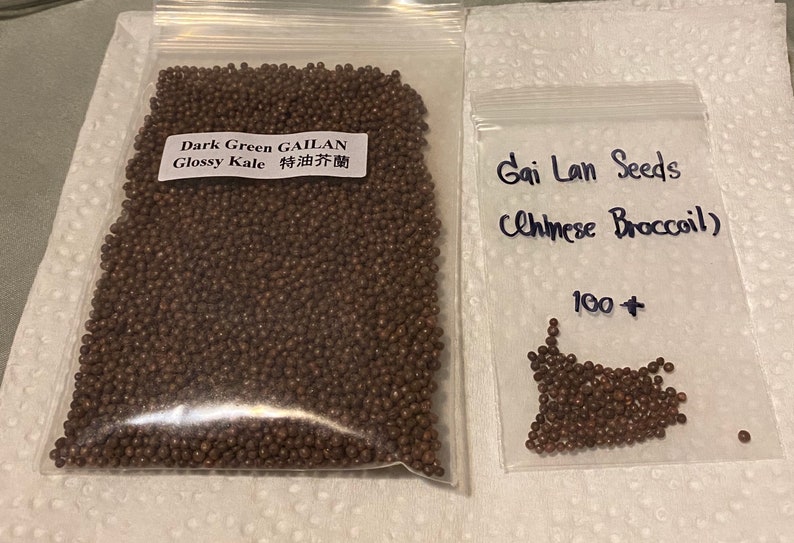 Gai Lan Seeds (chinese Broccoli) - Etsy