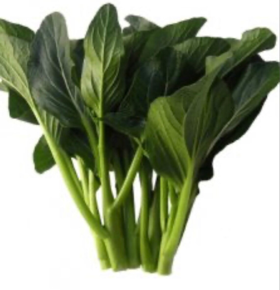 Jung Green Yu Choy Seeds, Flowering Brassica Seeds - Etsy