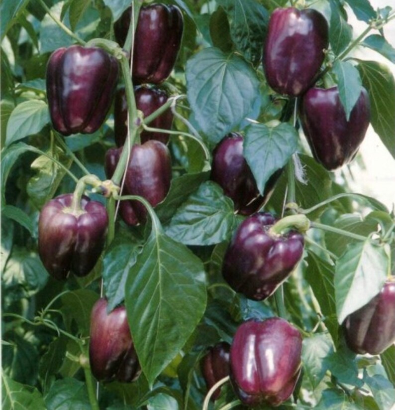 Purple Beauty Sweet Pepper Seeds - Etsy