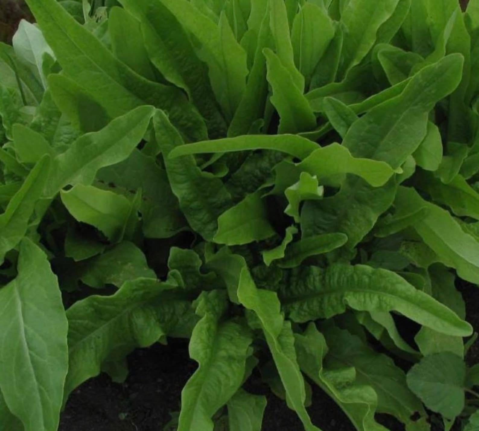 Lettuce Taiwanese New Yu Mai Seeds (asian Vegetable) - Etsy