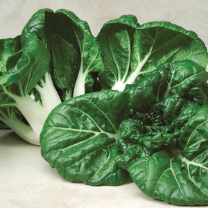 Extra Dwarf Pak Choi Seeds, White Stem Pak Choi Seeds,asia Vegetable ...