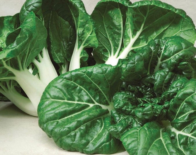 Extra Dwarf Pak Choi Seeds, White Stem Pak Choi Seeds,asia Vegetable ...