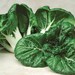 Extra Dwarf Pak Choi Seeds, White Stem Pak Choi Seeds,asia Vegetable ...