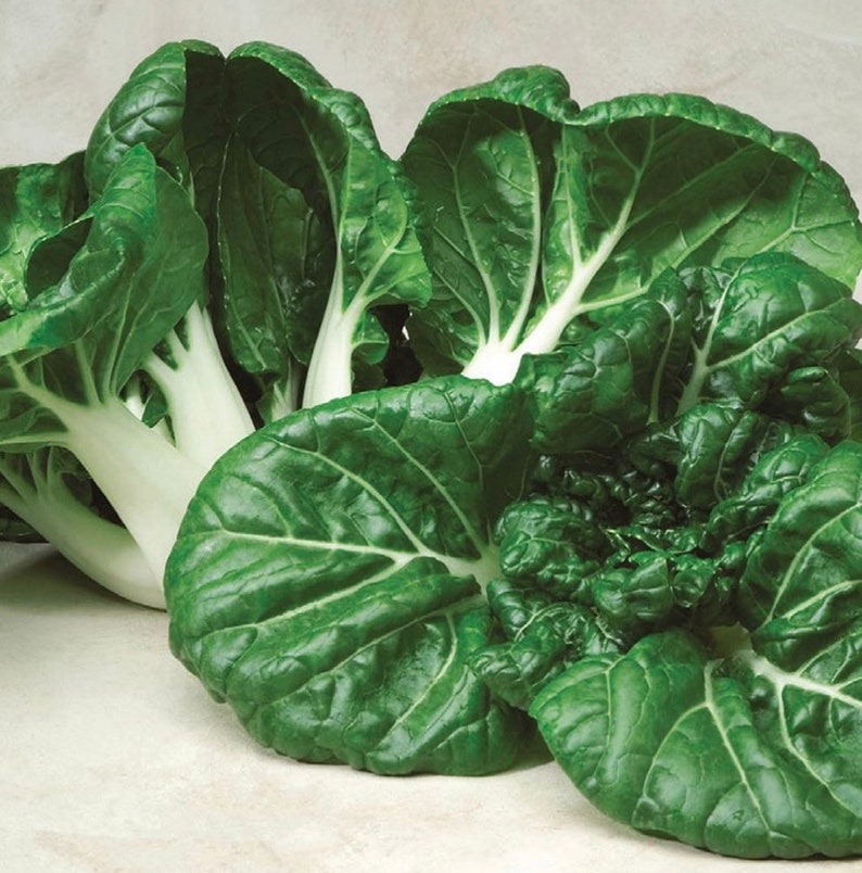 Extra Dwarf Pak Choi Seeds, White Stem Pak Choi Seeds,asia Vegetable ...