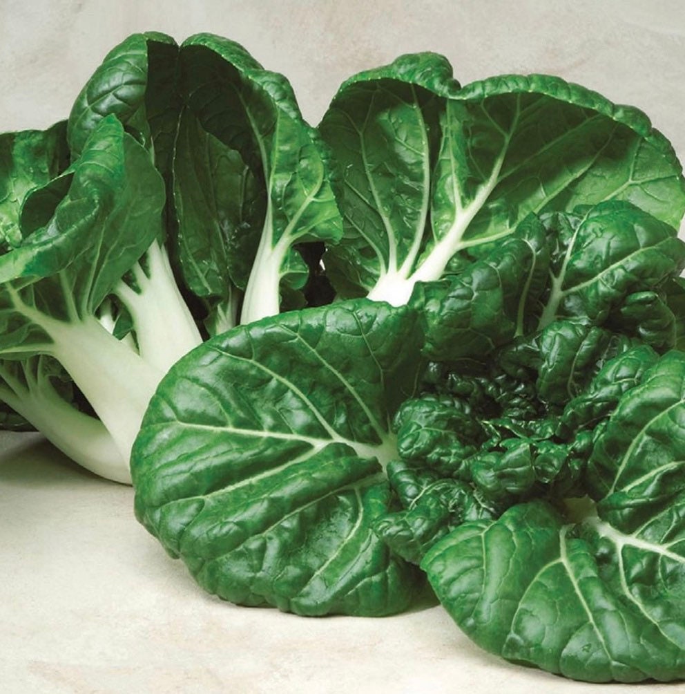 Extra Dwarf Pak Choi Seeds, White Stem Pak Choi Seeds,asia Vegetable ...
