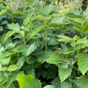 AAC Eden Summer Bearing Raspberry Bare Root 2 Bare Roots - Etsy