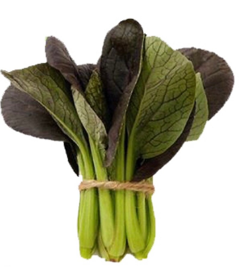 RED KOMATSUNA Mustard Seeds,japanese Mustard Spinach - Etsy