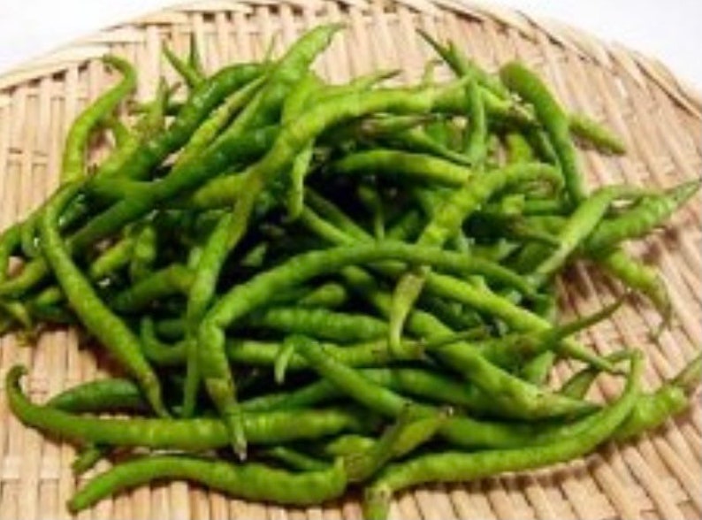 Himo Togarashi Japanese Pepper Seeds (10 Seeds) - Etsy