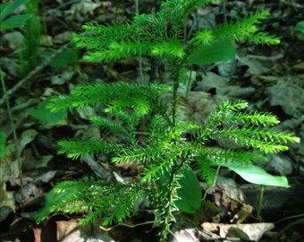 Princess Pine Plant - Etsy