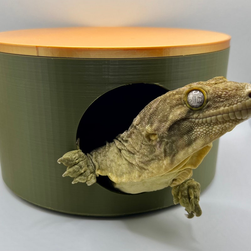 Moss Hide Reptiles - Etsy