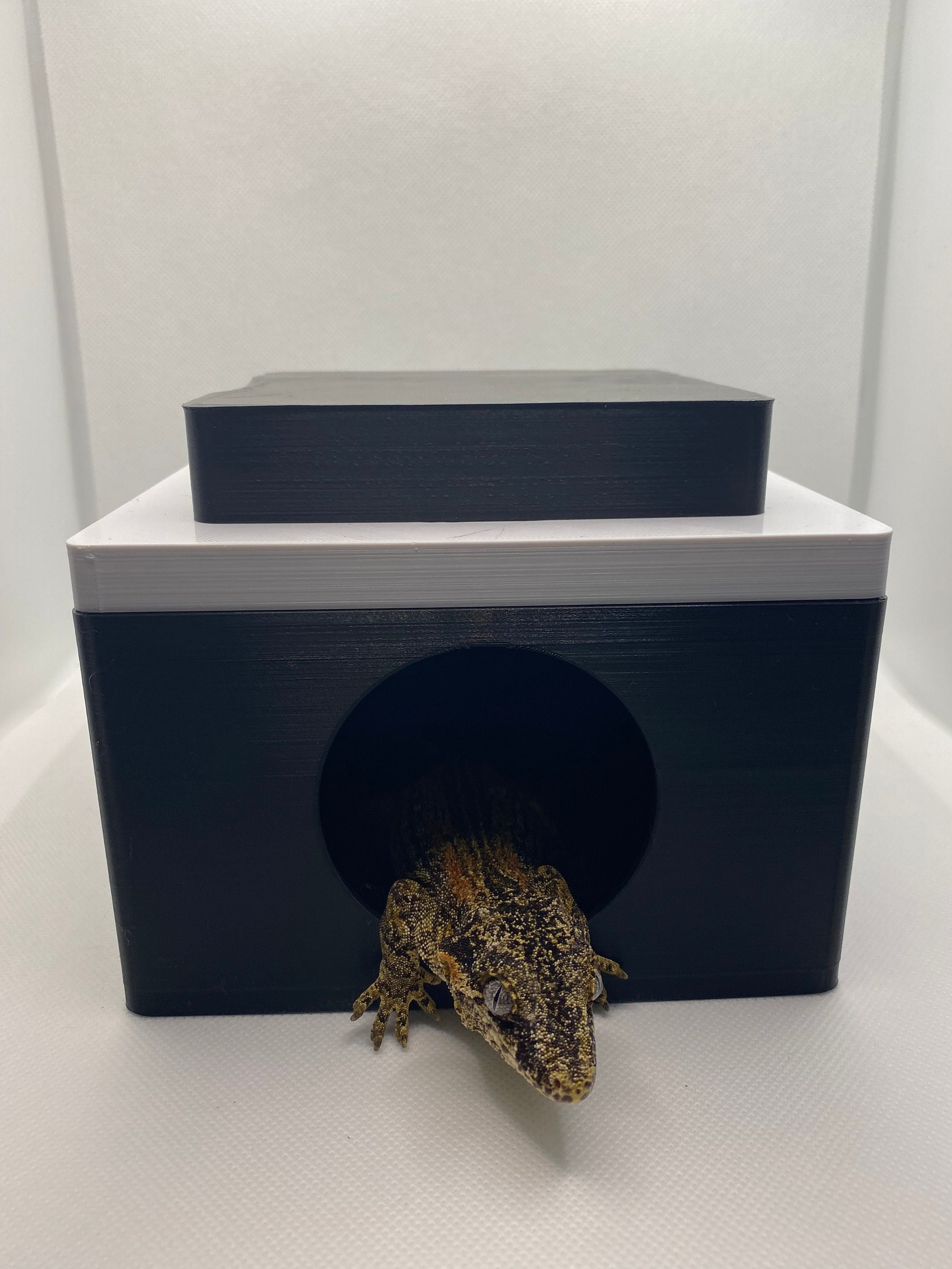 Crested Gecko Lay Box