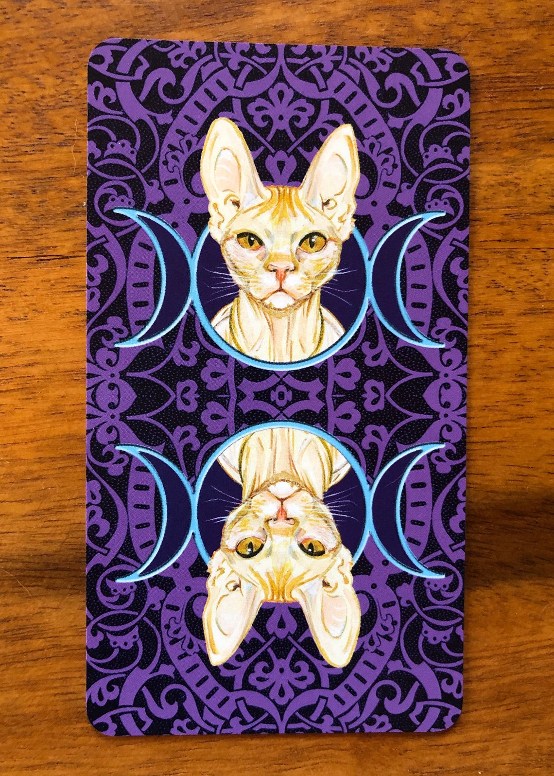 Tarot Of Pagan Cats Full Size DeckBorderless Edition | Etsy