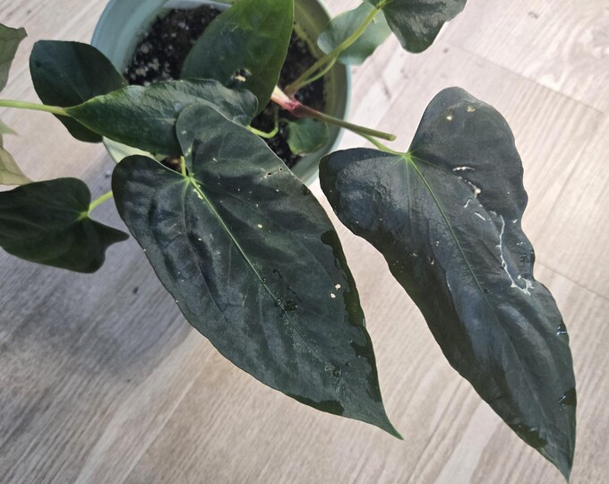 Anthurium Fort Sherman - Jay Vannini (not Clone) Seed Grown - Etsy