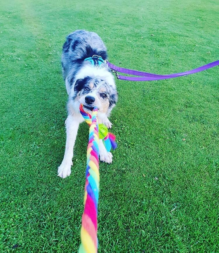 Jumbo Flyball Tug Agility and Flyball Tug Toy Training Toy | Etsy