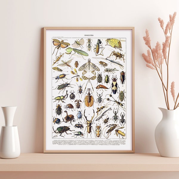 Insect Collection - Etsy