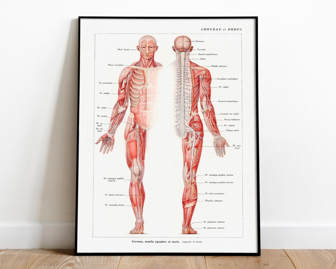 Nervous System Print, FRENCH Human Body Anatomy Chart, Vintage Medical ...