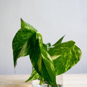 4 Rooted Pothos Set • Jade Potho & Hawaiian Golden Pothos - Etsy