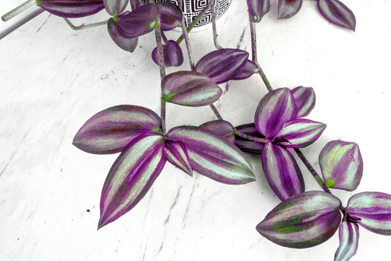 3 Rooted Plant Set Starts Purple Tradescantia Jade Pothos | Etsy