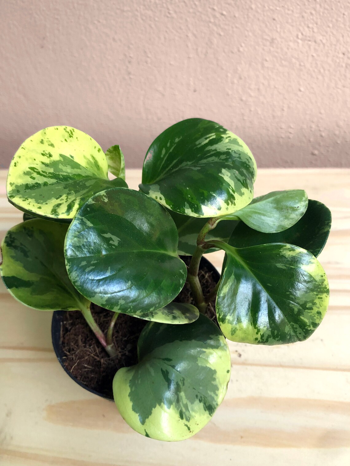 Variegated Peperomia Golden Gate Peperomia 4 Pot - Etsy