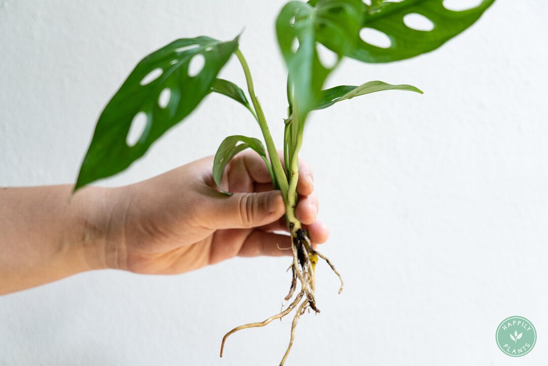 Monstera Adonsonii Swiss Cheese Plant: Rooted Vine Cutting - Etsy